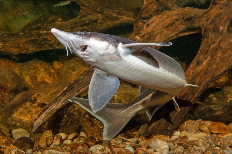 Sturgeon “Methuselah Fish” Genome Sequenced – Important Piece of ...