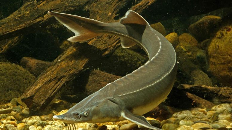 Biologists Reveal How Marine Fish Won An Evolutionary Lottery