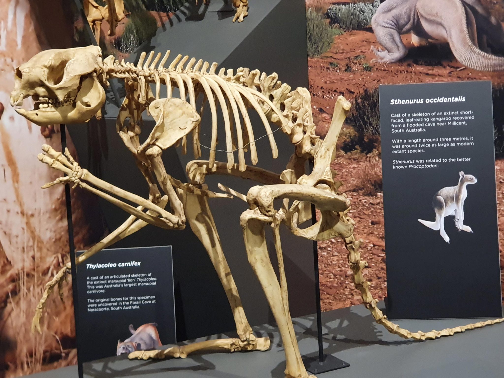 Scientists May Have Been Wrong About Giant Kangaroos