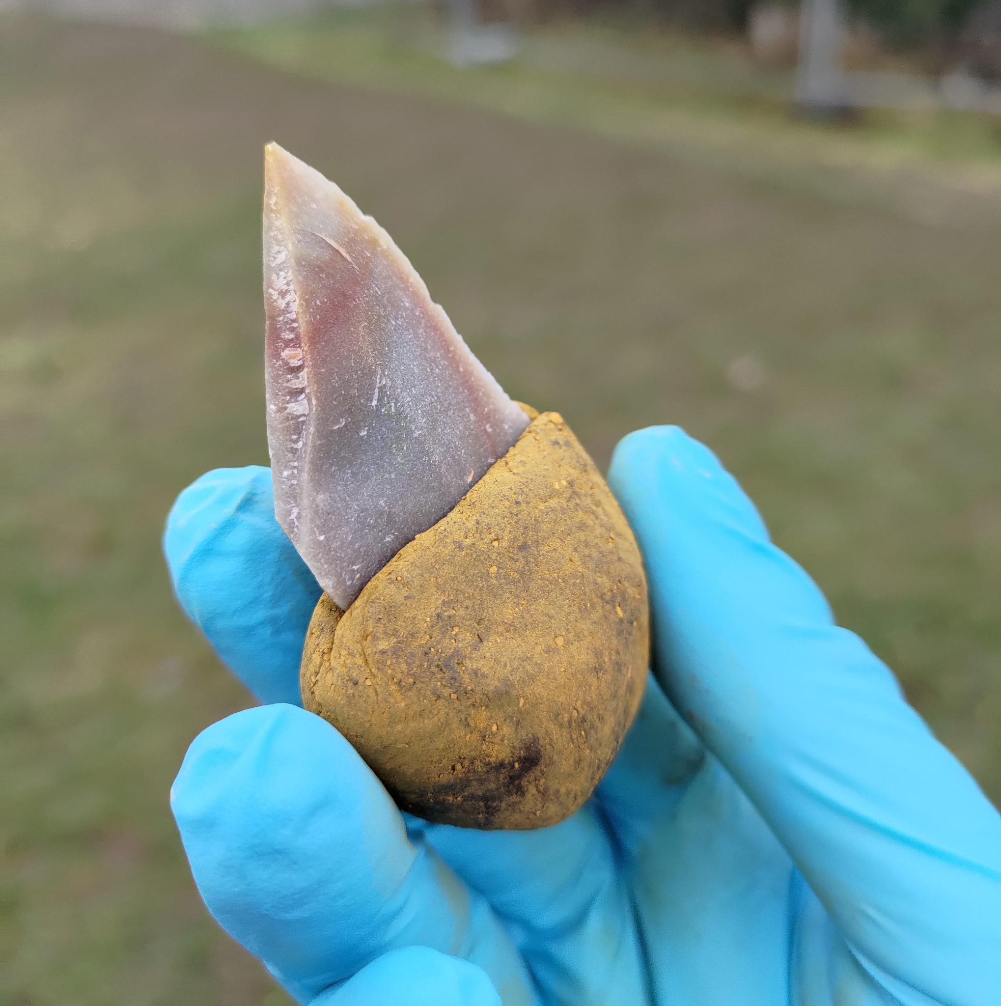 More Intelligent Than Previously Thought – Scientists Uncover ...