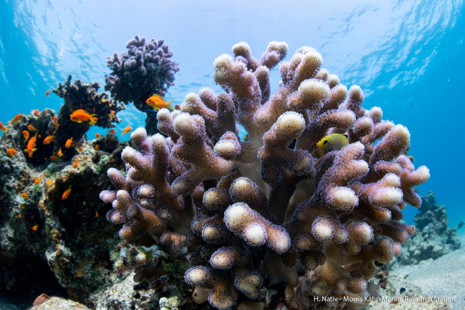 First Cell Atlas of Stony Corals Is Boost for Coral Reef Conservation ...