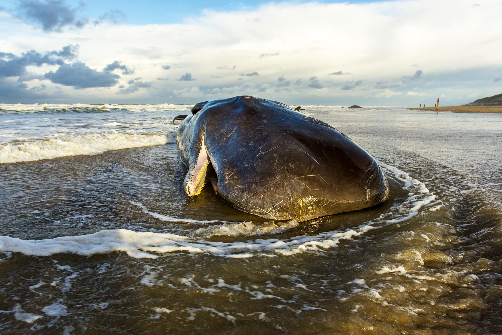 Tracking Humanity’s Latest Plastics and Chemical Toxins in Stranded ...