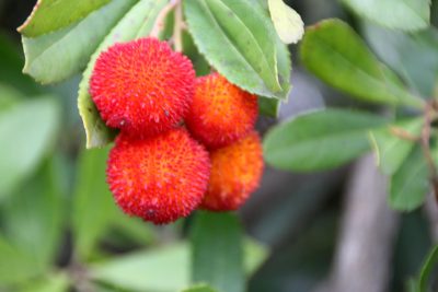 Strawberry Tree Extract Could Prevent and Treat Gastrointestinal ...