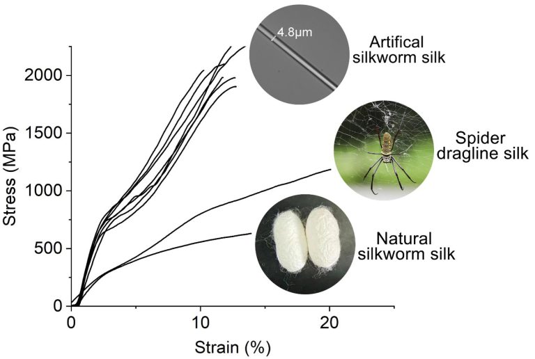 Artificial Superstrong Silkworm Silk Is 70% Stronger Than Spider Silk