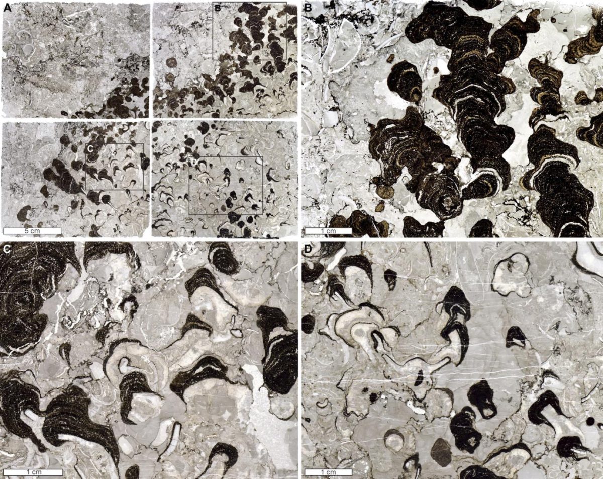 480-Million-Year-Old Sponge Discovered in China Rewrites Reef History