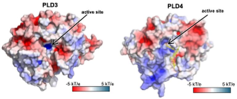 “Unheard of in Structural Biology” – New Research Unveils Enzymatic ...