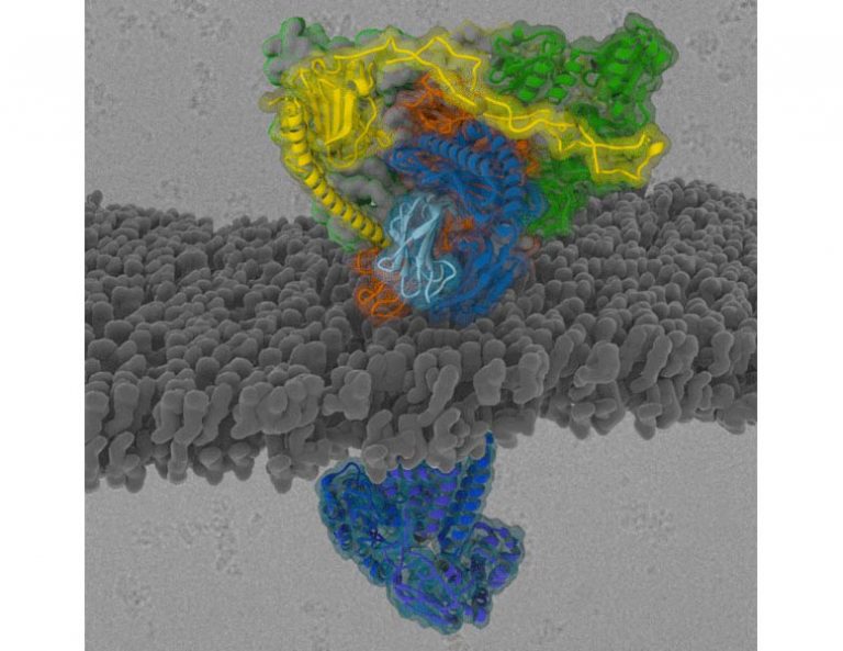 Researchers Decipher the Structure of the MHC-I Peptide-Loading Complex