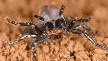 Adanson's Jumping Spiders Hunt Using Unusual Depth Perception