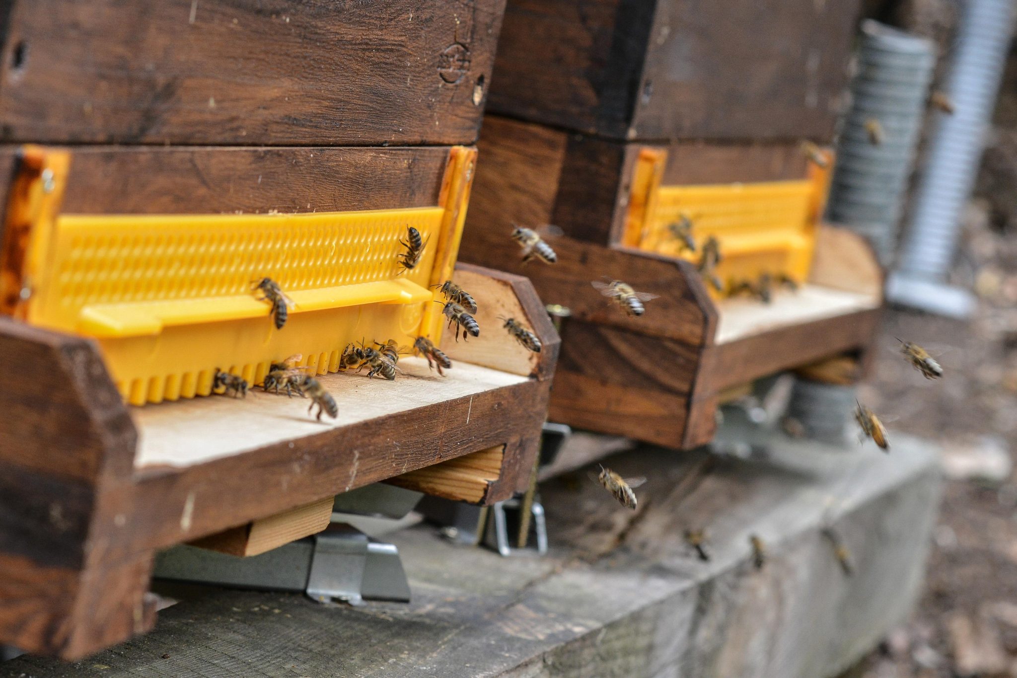 New Insecticides Were Supposed To Be Harmless to Bees – But They Can Be ...