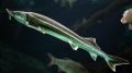 “Enigmatic and Strange” – 300-Million-Year-Old Fish Resembles a ...