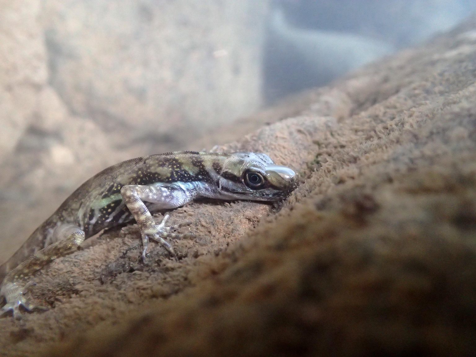 Evolutionary Biologists Just Discovered How Some Lizards Are Able to ...