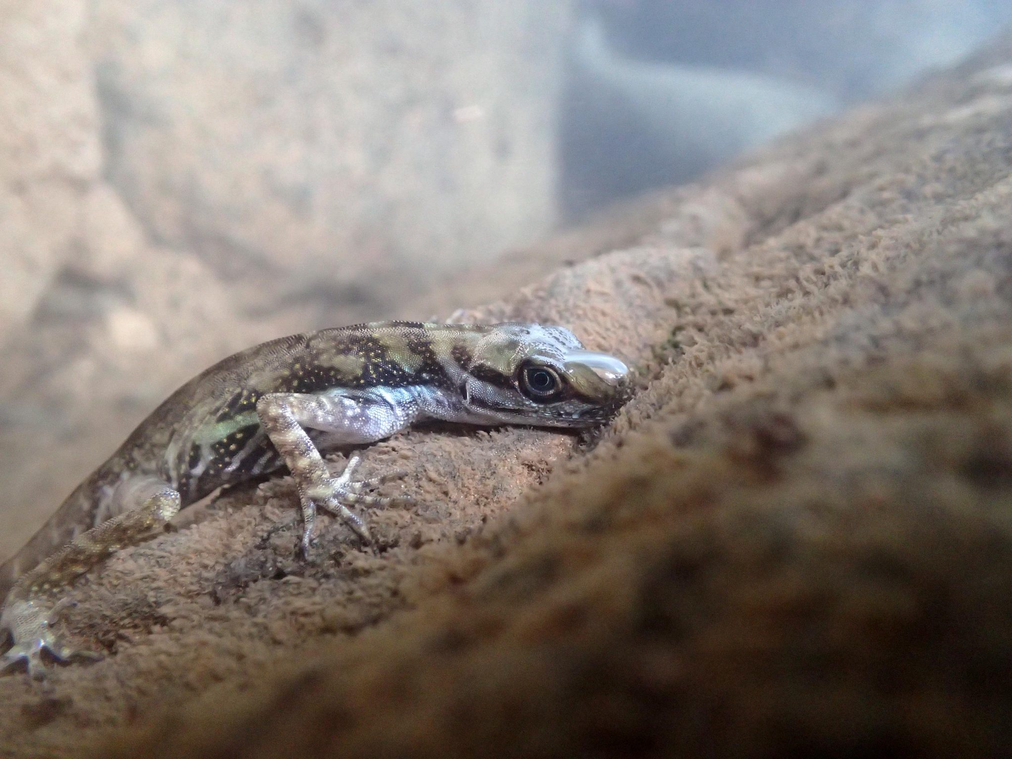 Evolutionary Biologists Just Discovered How Some Lizards Are Able to ...