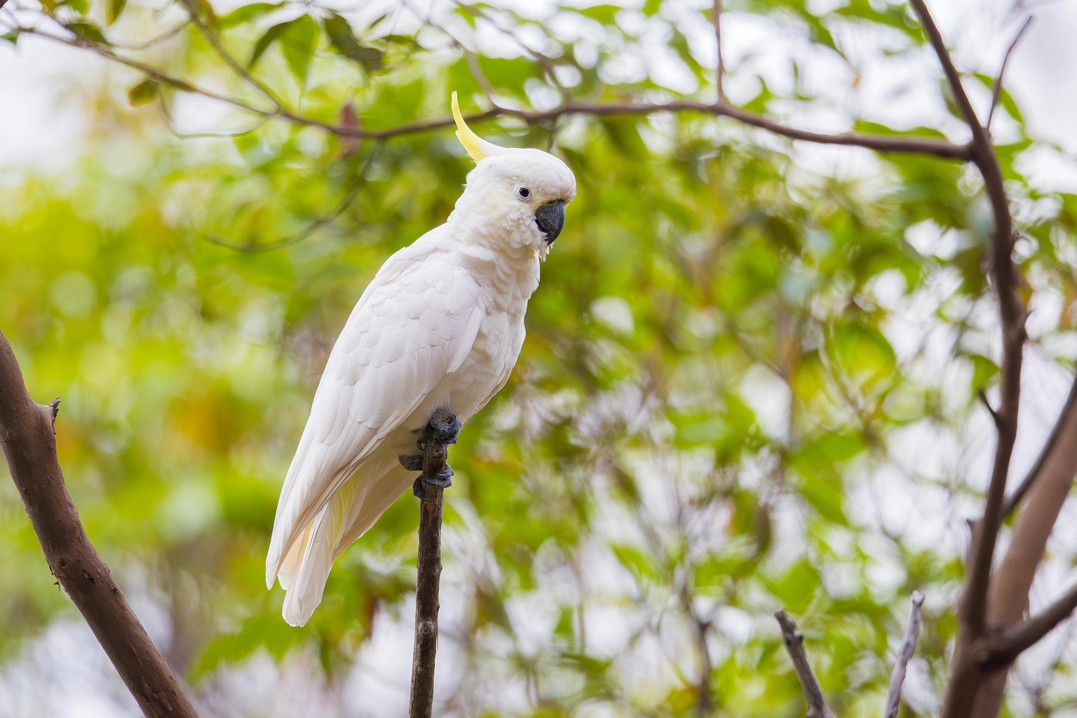 Genetic Breakthroughs Give Endangered Cockatoos a New Lease on Life