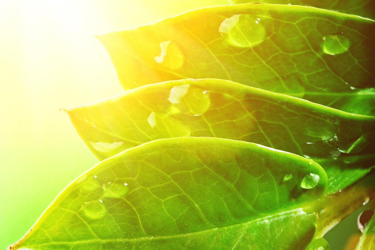 New Research Shows Plants Are Photosynthesizing More in Response to ...