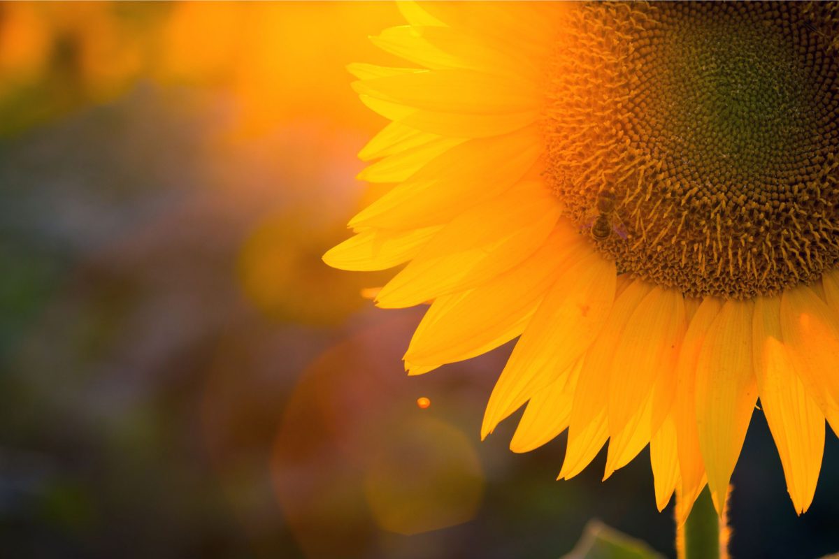 Puzzling Scientists for Hundreds of Years – New Research Solves Sunflower Dance Mystery