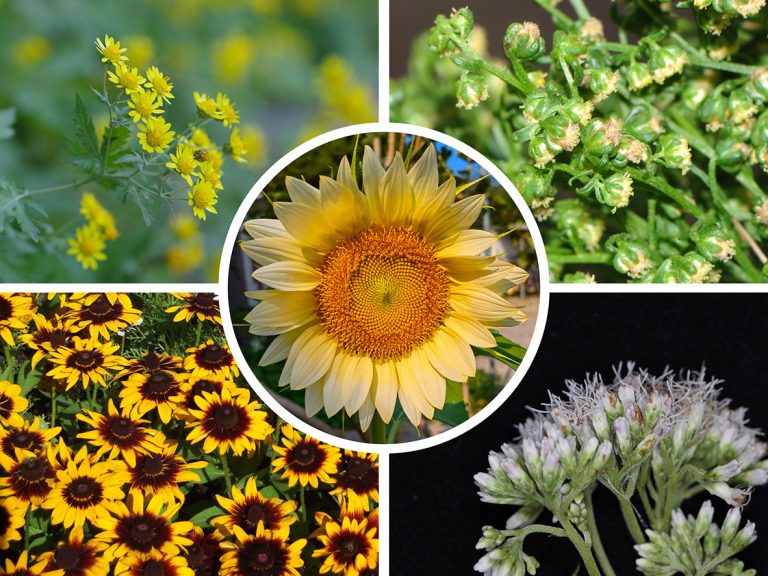 Sunflower Secrets Unveiled: Multiple Origins of Flower Symmetry Discovered