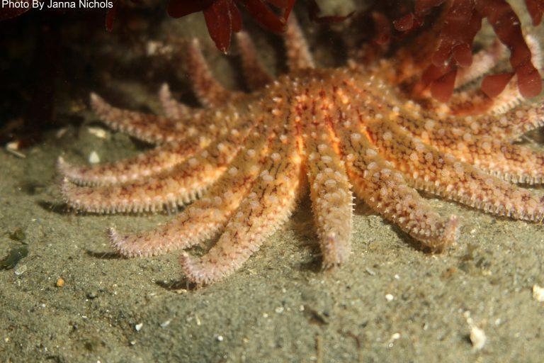 Iconic Sunflower Sea Star Is Now Critically Endangered