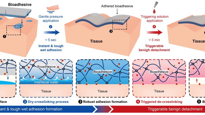 Super-Adhesive "Geckskin" Material Holds 700 Pounds