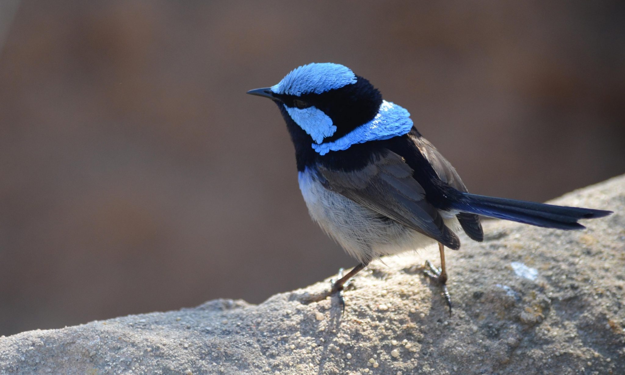 Keeping Up Appearances: Male Fairy-Wrens Show That Looks Can Be Deceiving