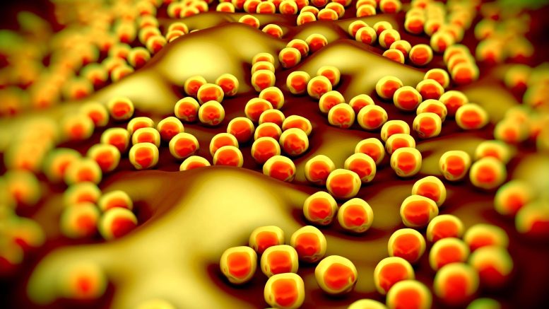 Researchers Identify a Superbug’s Secret to Antibiotic Resistance