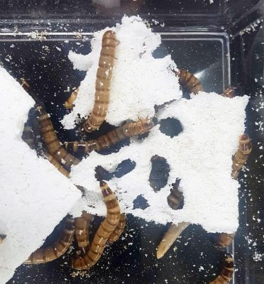 Superworms Digest Plastic: Superpower Made Possible by Bacterial Sidekicks