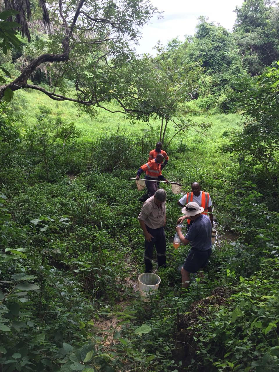 New Critically Endangered Killifish Species Discovered in Kenya's ...