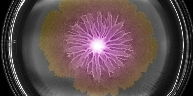 Sophisticated Microbial Metropolis: Revealing Bacterial Teamwork Across ...