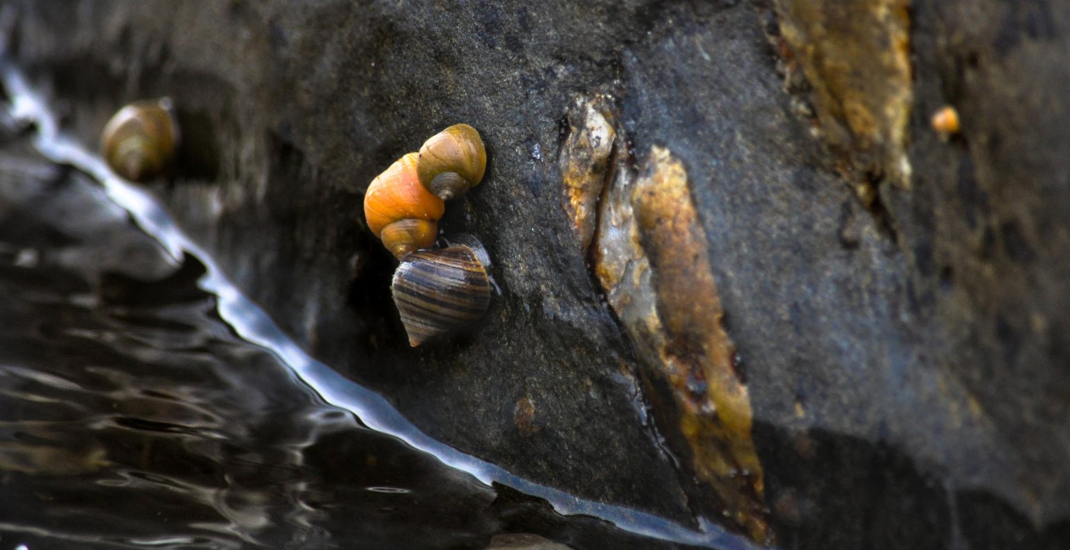 Evolution at Lightning Speed: Witnessing Astonishing Snail ...
