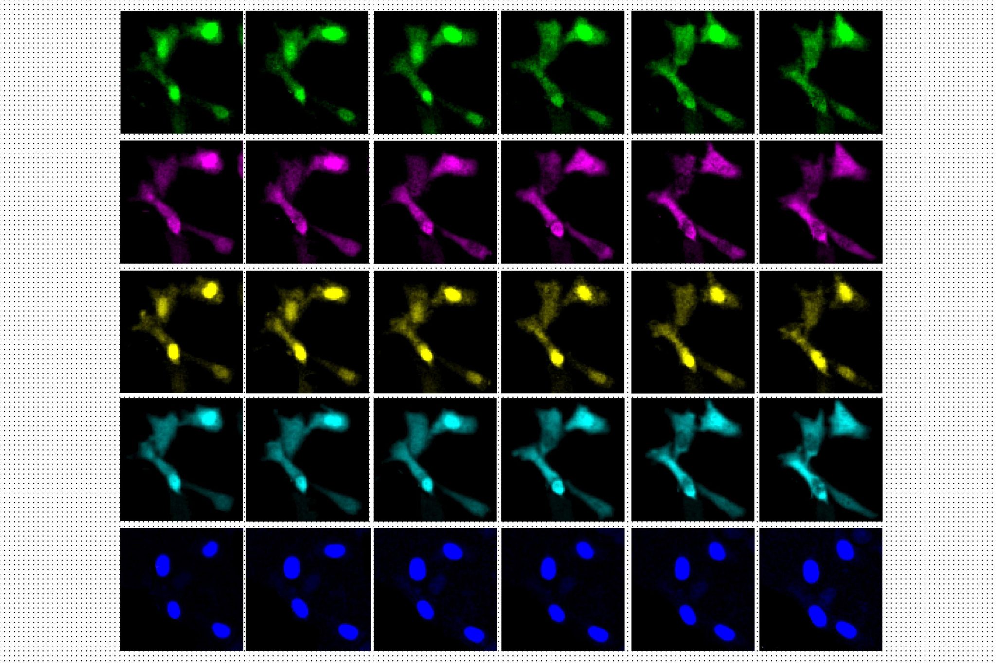 MIT Revolutionizes Cellular Imaging: A New Way To See the Activity ...