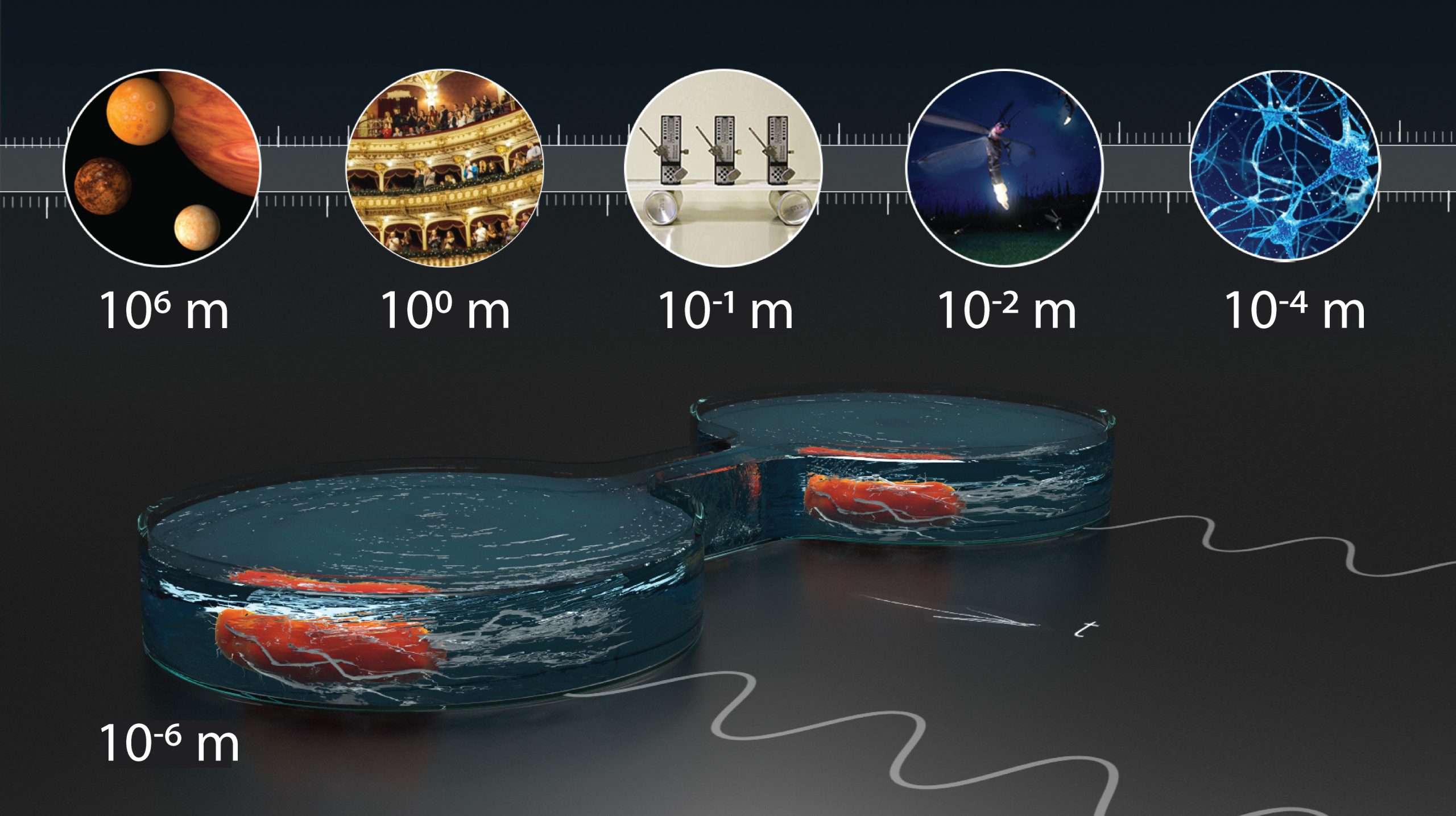 Dancing Microbes: Scientists Orchestrate Bacteria Into Perfect Sync
