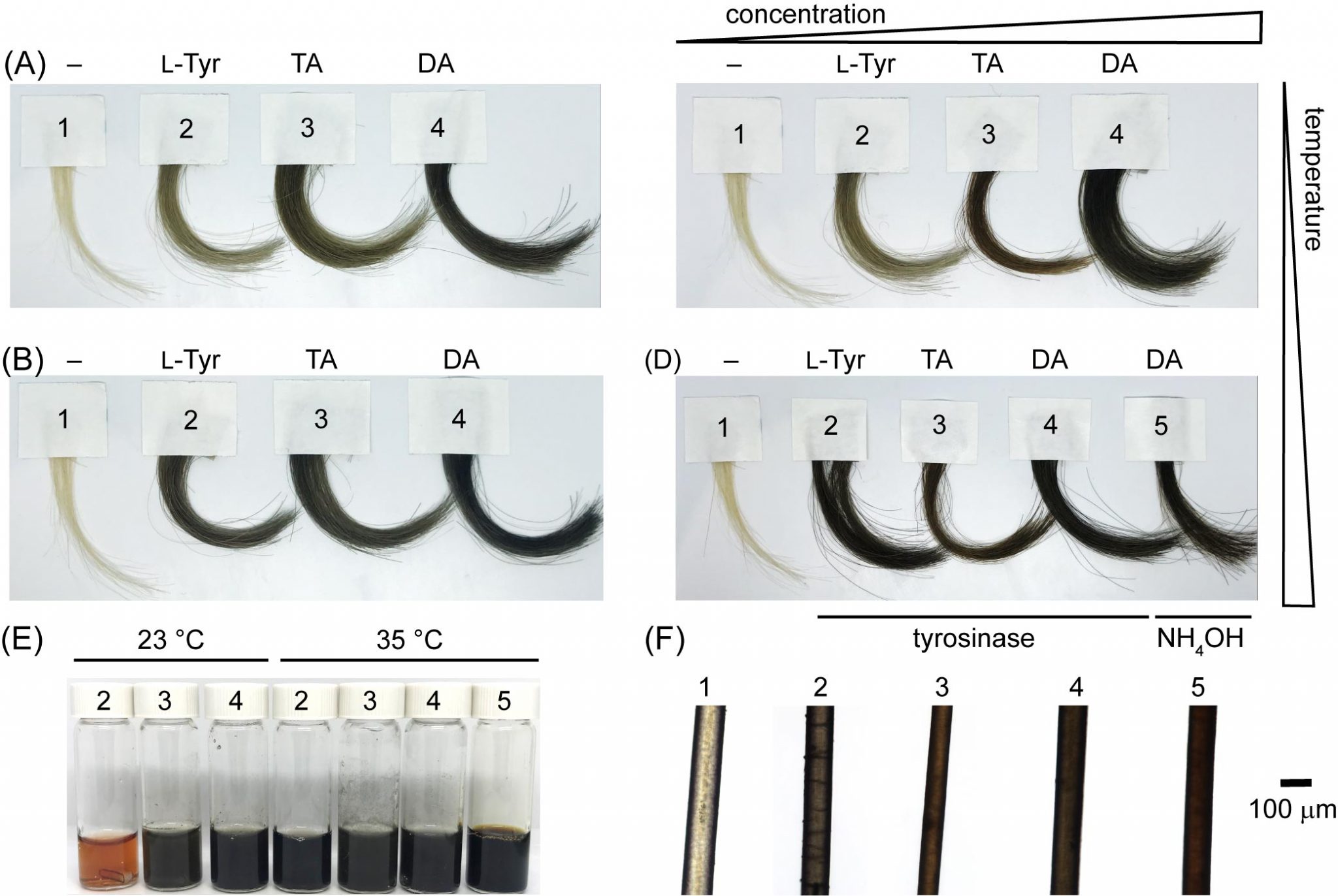 Synthetic Melanin Dyes Developed for Natural-Looking Hair Colors
