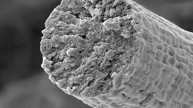 Biophysics Researchers Create Mathematical Model That Predicts Best Way ...