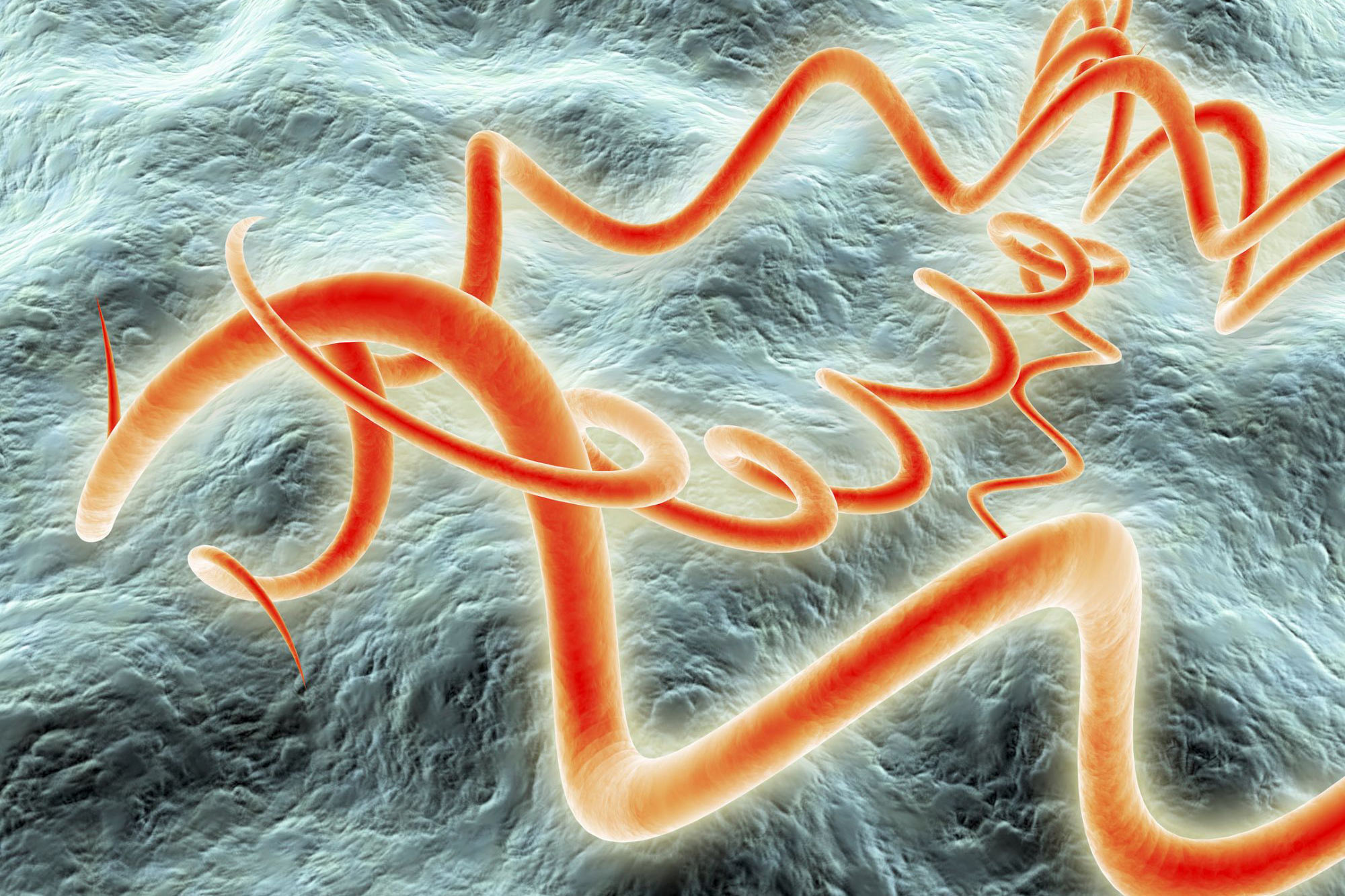 New Study Indicates That Syphilis Originated in the Americas Prior to ...