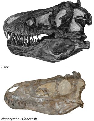 Paleontology Plot Twist: New Research Shows Nanotyrannus Is Separate ...