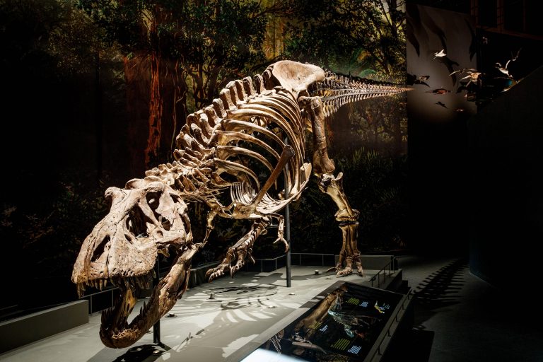 New Biomechanical Model Shows Tyrannosaurus rex Walked Surprisingly Slowly