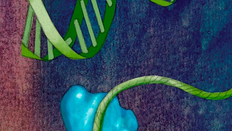 Breakthrough Discovery of New Model for “Global” DNA Repair