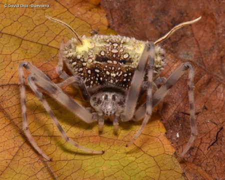 Scientists Discover Strange New Spider Species That Disguises Itself as ...