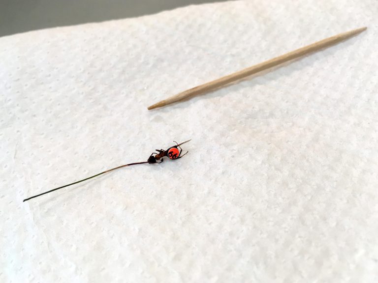 Mechanisms of Mind Control: Brain-Altering Parasite Turns Ants Into ...