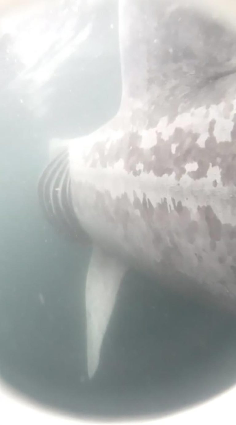 Unprecedented Footage Reveals Boat-Strike Impact on Endangered Basking ...