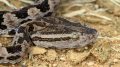 Common Origin: Venoms in Snakes and Salivary Protein in Mammals Evolved ...