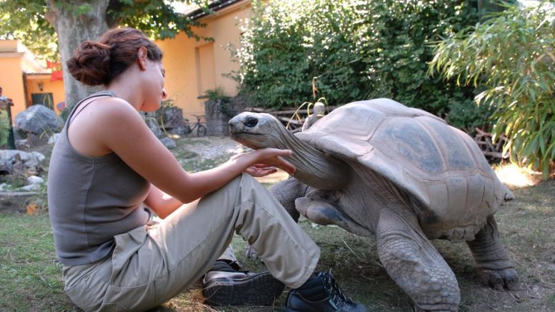 Yale Researchers Discover a Lonely Giant Tortoise – Whose Species Was ...