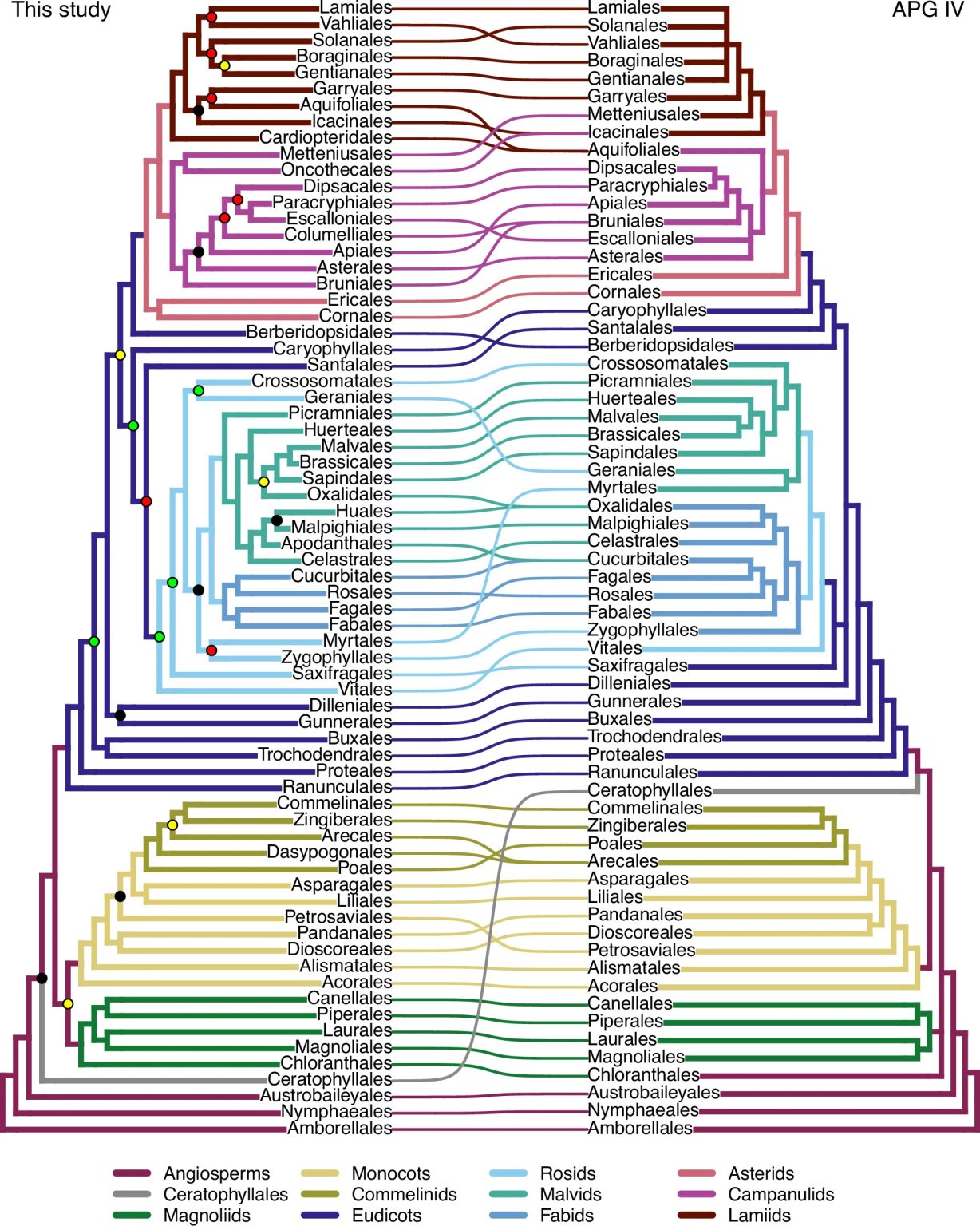 Decoding Nature’s Design: Scientists Unveil Groundbreaking Tree of Life