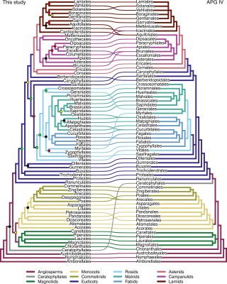 Decoding Nature’s Design: Scientists Unveil Groundbreaking Tree of Life