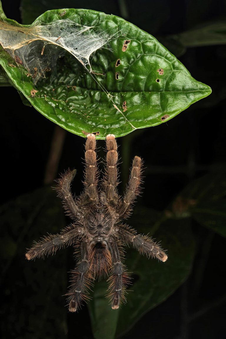 The Unexpected Secret Lives of Tarantulas: Friendly Alliances With ...