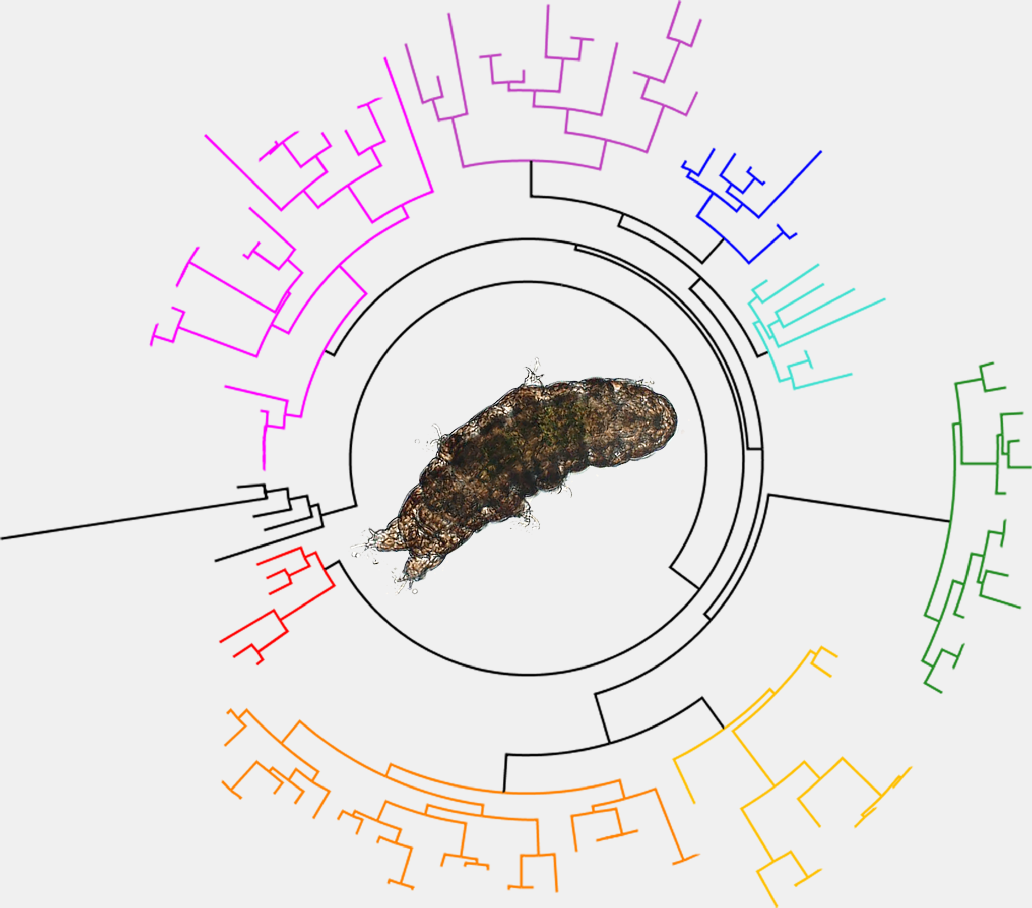 Unveiling Nature’s Ultimate Survivors: Tardigrade Genomes Reveal the ...