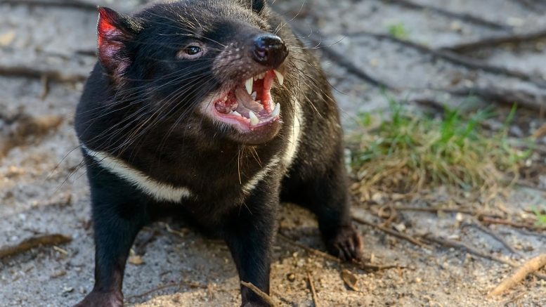 Genetic Code of ‘Devil Worm,’ Discovered One Mile Underground, Offers ...