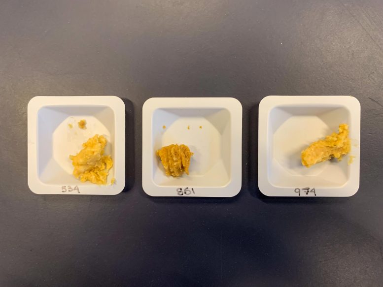 Astronauts Made Miso in Space – And It Tastes Different