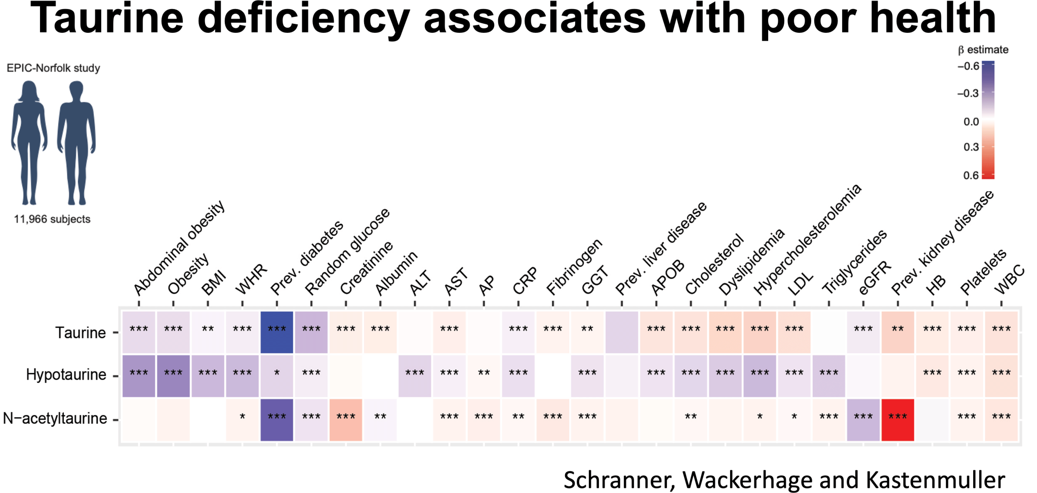 Columbia Study: Energy Drink Ingredient Taurine May Boost Health and ...