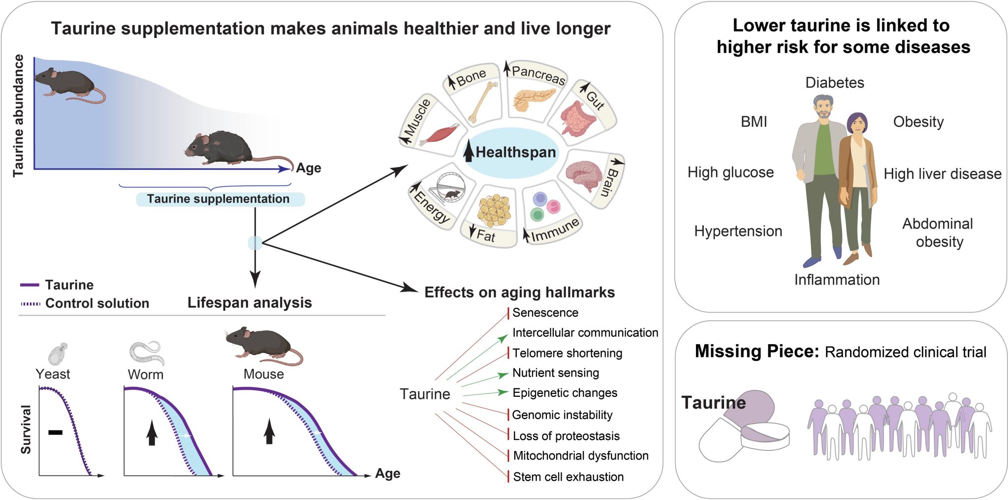 Columbia Study: Energy Drink Ingredient Taurine May Boost Health and ...