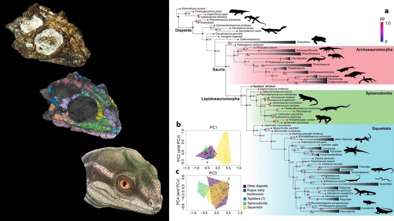 The Dawn of Modern Reptiles: New Fossil Species Represents the Ancient ...